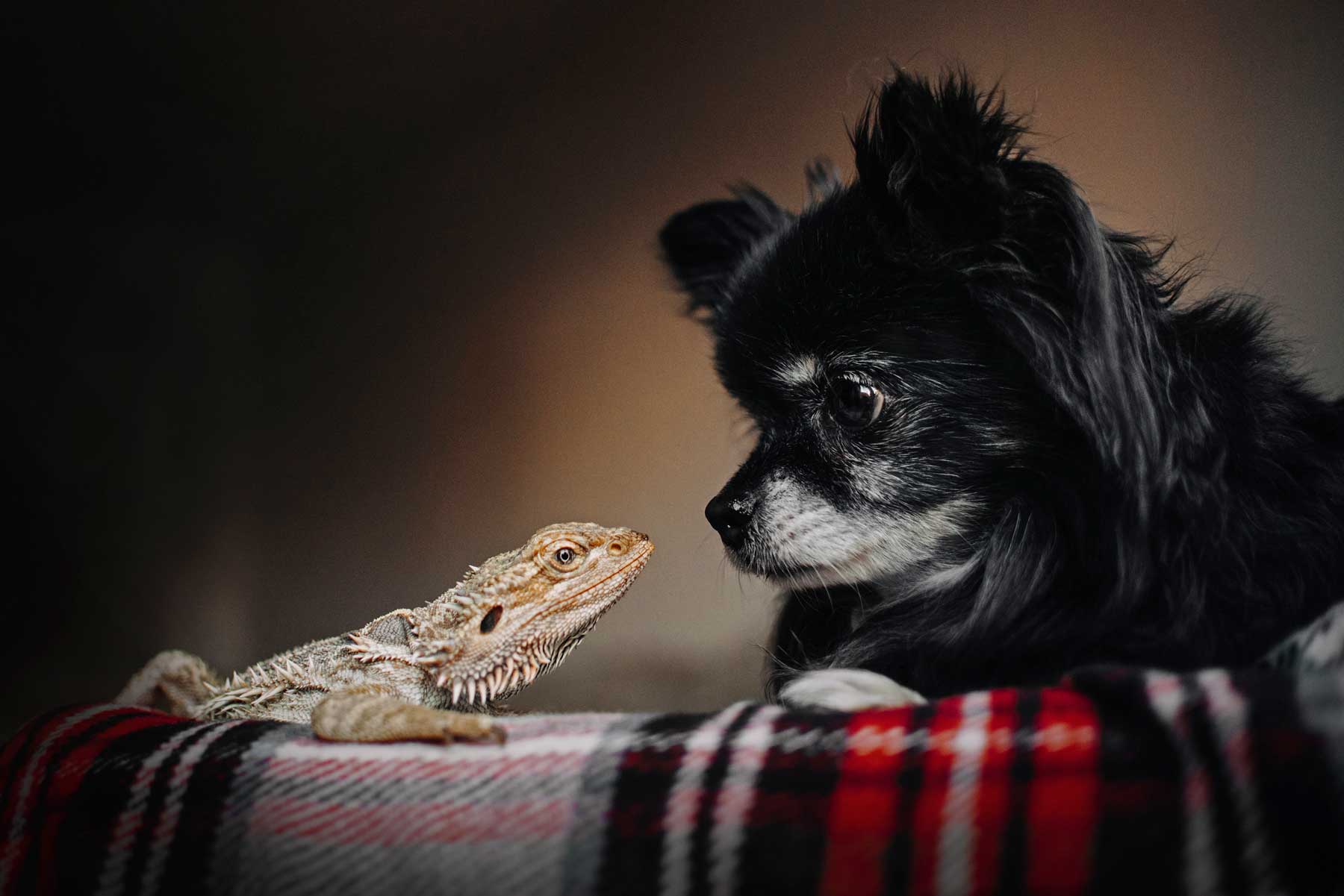 Animal Hospital in Lexington, KY | Nicholasville Road Animal Hospital